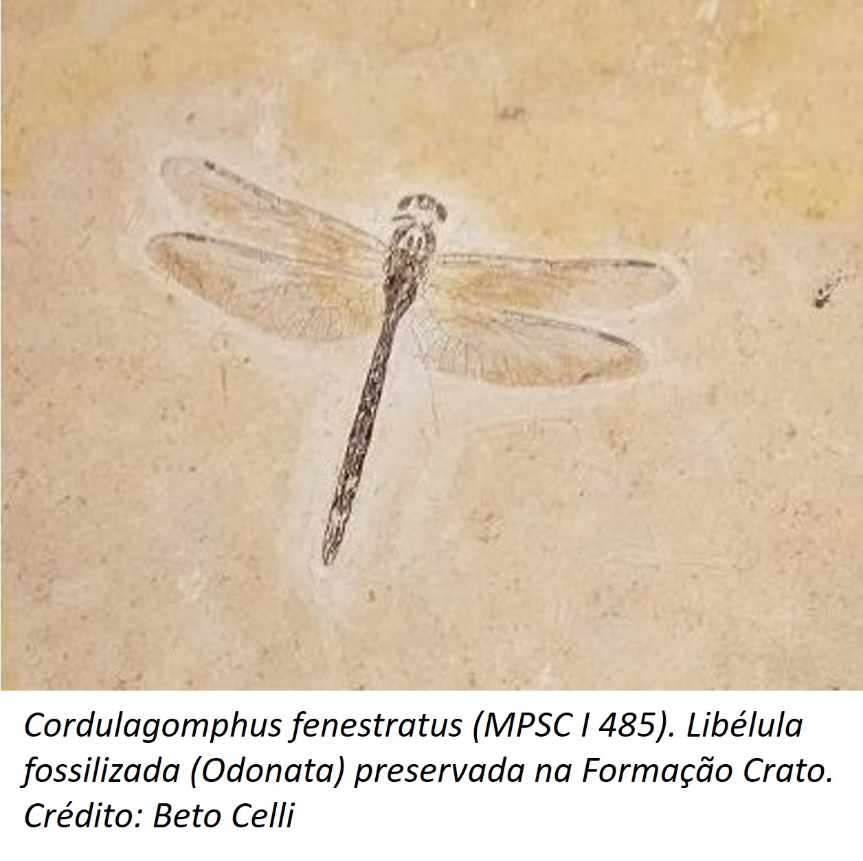 Professores e egressas do PPG em Geologia publicam o “Cretaceous ...